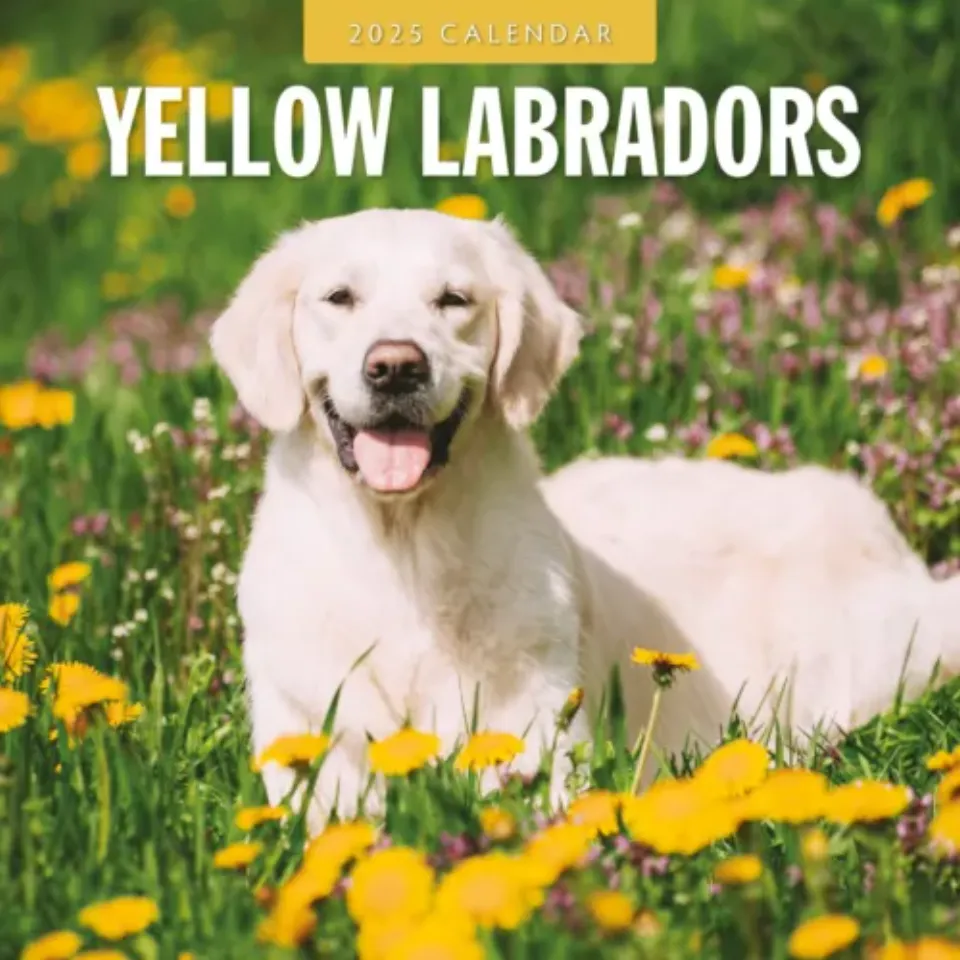 Yellow Labradors 2025 Square Wall Calendar | ID 19887578 by Brandon ...